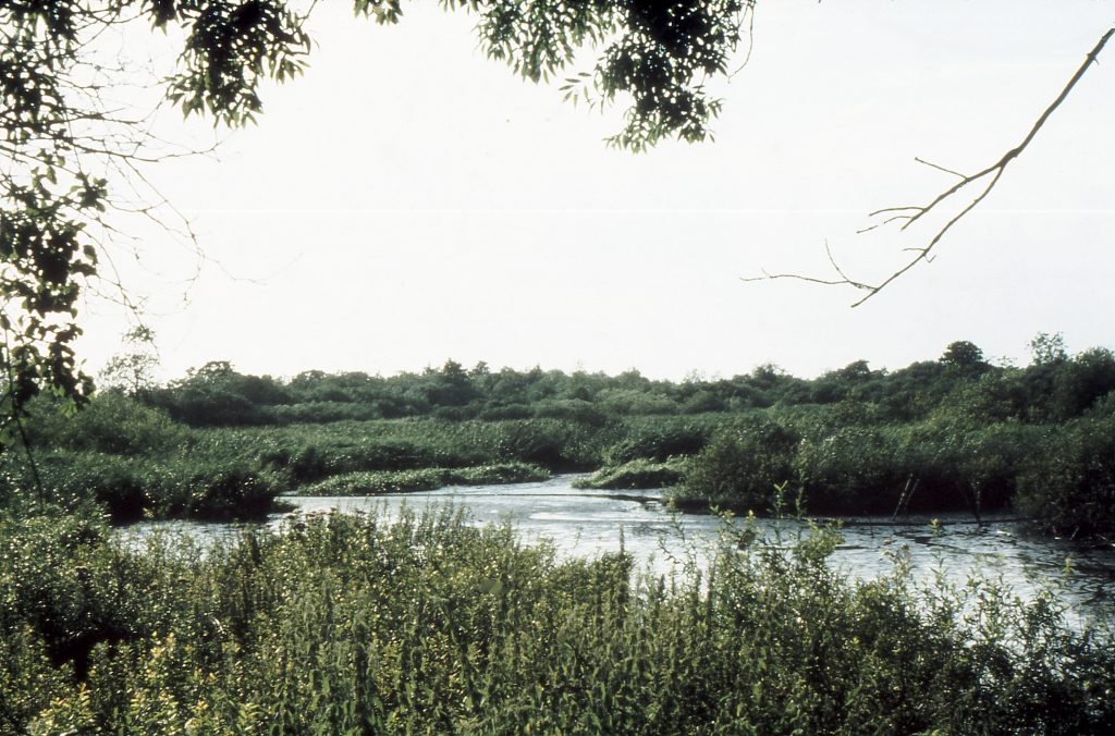 The making of Strumpshaw Fen (1960s-2018) - WISEArchive