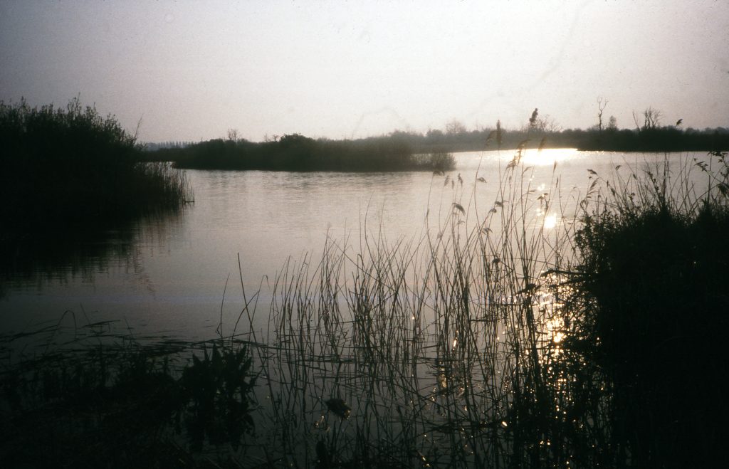 The making of Strumpshaw Fen (1960s-2018) - WISEArchive